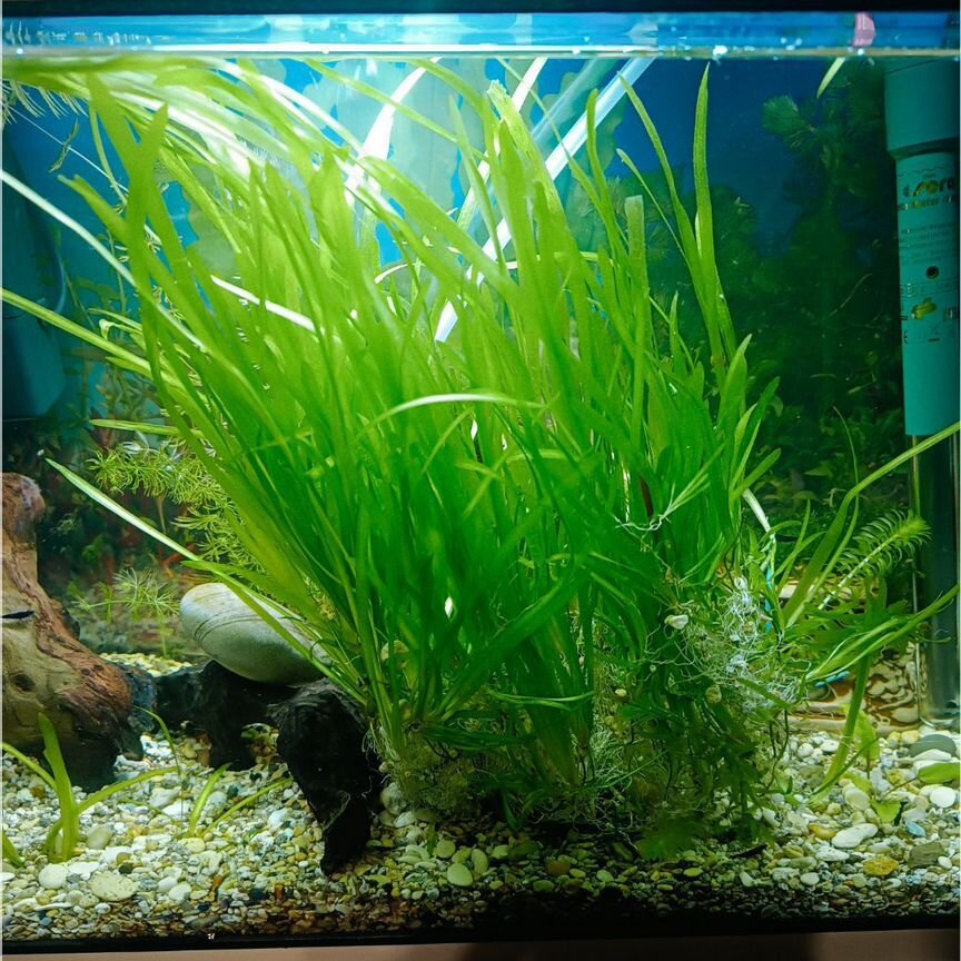 Аквариумное растение