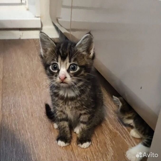 Очень нужен дом малышам 1 месяц
