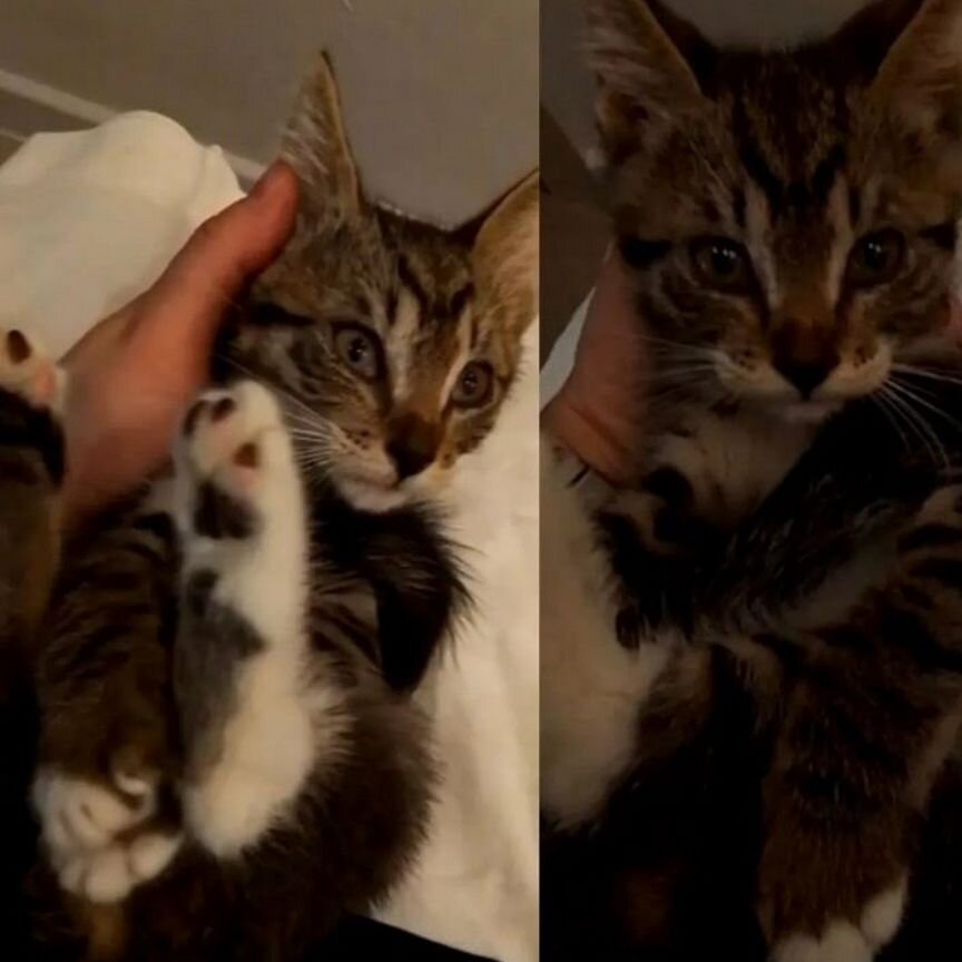 Котёнок в добрые руки