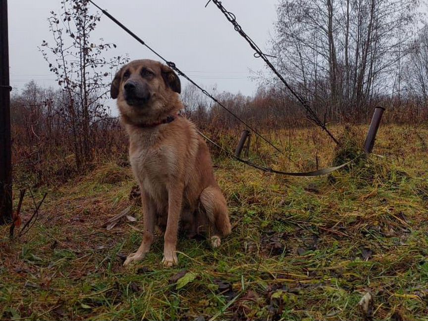 Собака в добрые руки