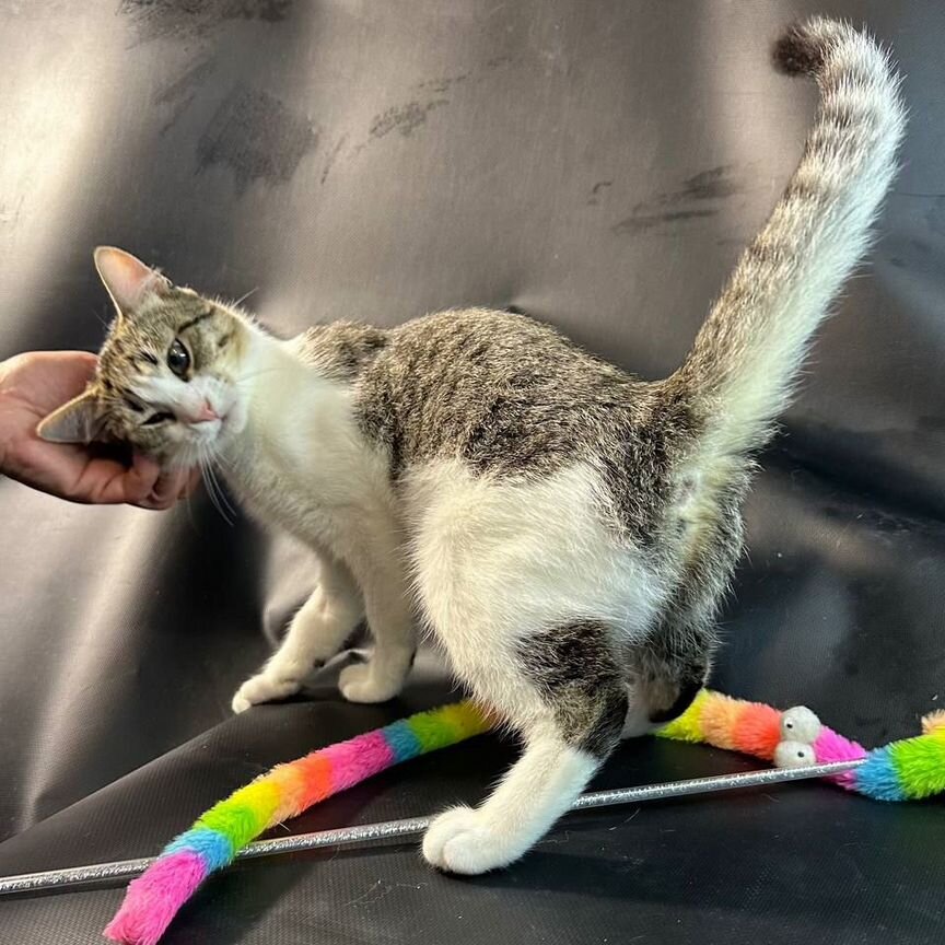 Соня, котёнок-лань, ищет дом