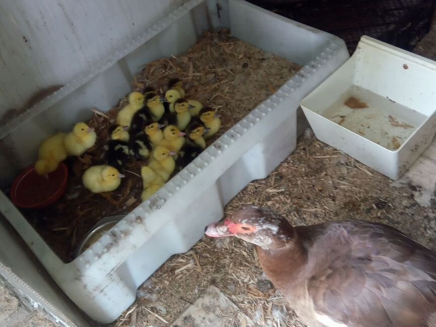 Индоутка с утятами