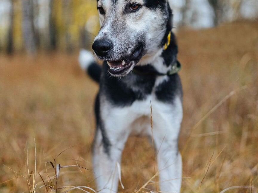 Гуффи. Одинокий пес из приюта ищет дом