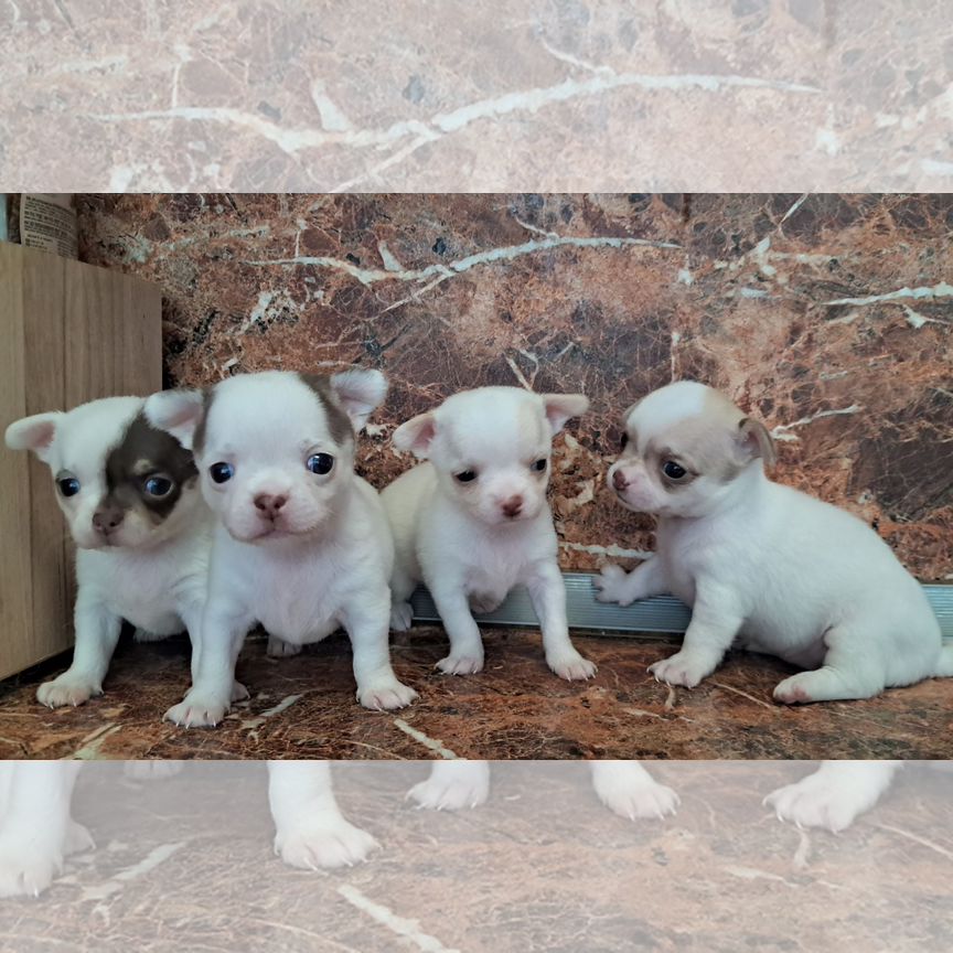 Чихуахуа малютки