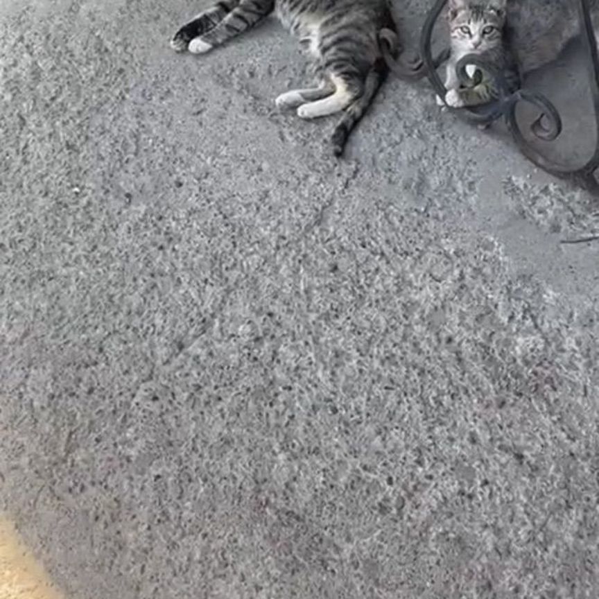 Ищем котятам дом