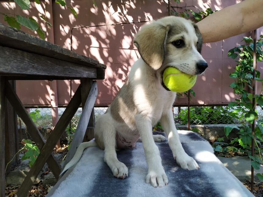 Щенок в добрые руки