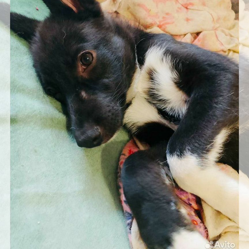 Щенок, девочка (стерилизована)