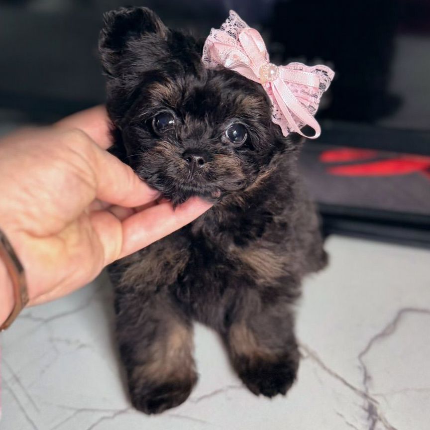 Мальтипу, щенок