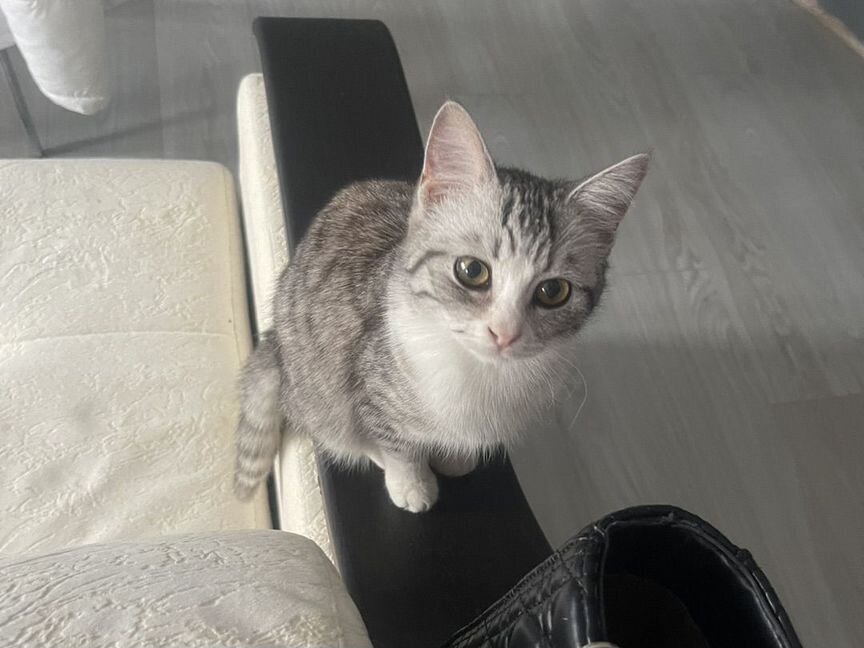 Котёнок в добрые руки