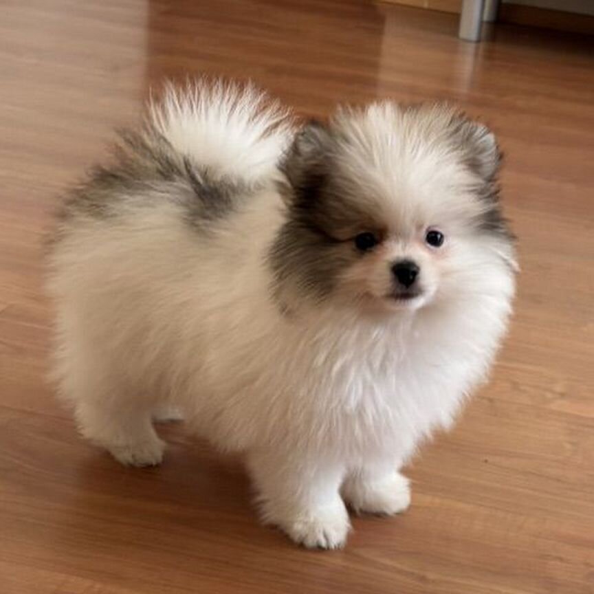 Померанский шпиц, щенок