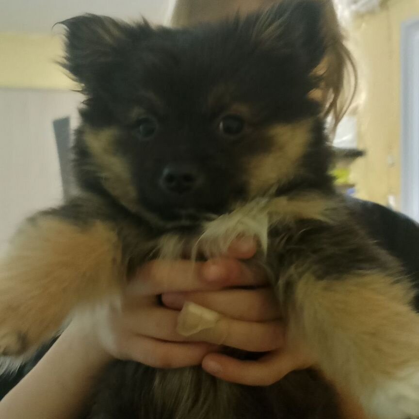 Шпиц и чихуа-хуа