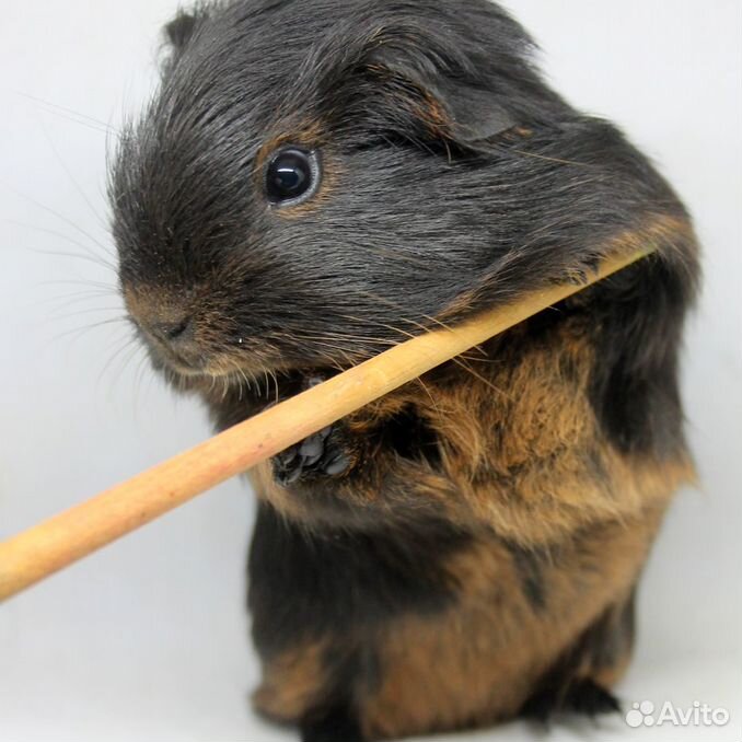 Морская свинка шелти