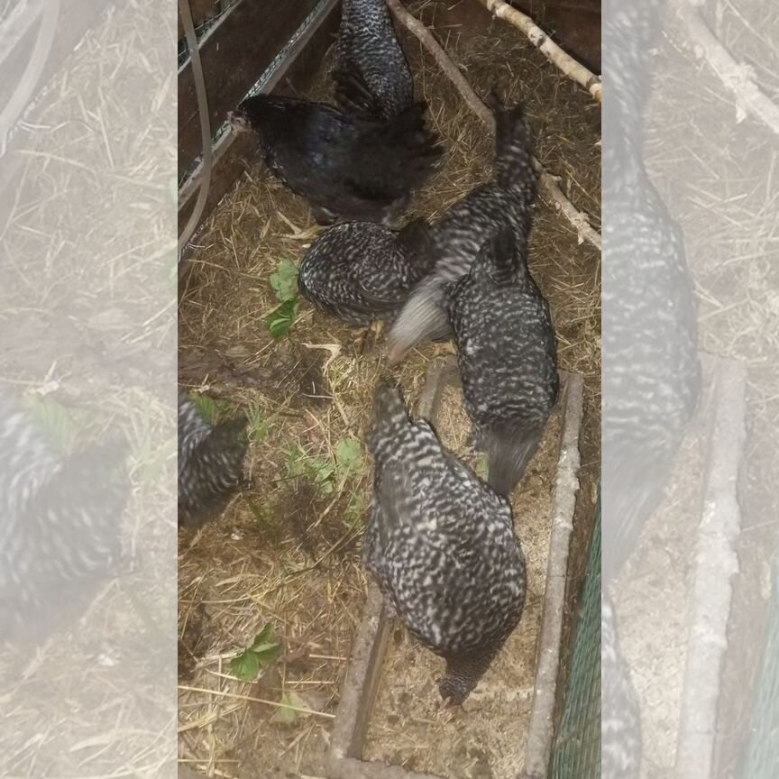 Продам петушков 3 месячных, 7 штук