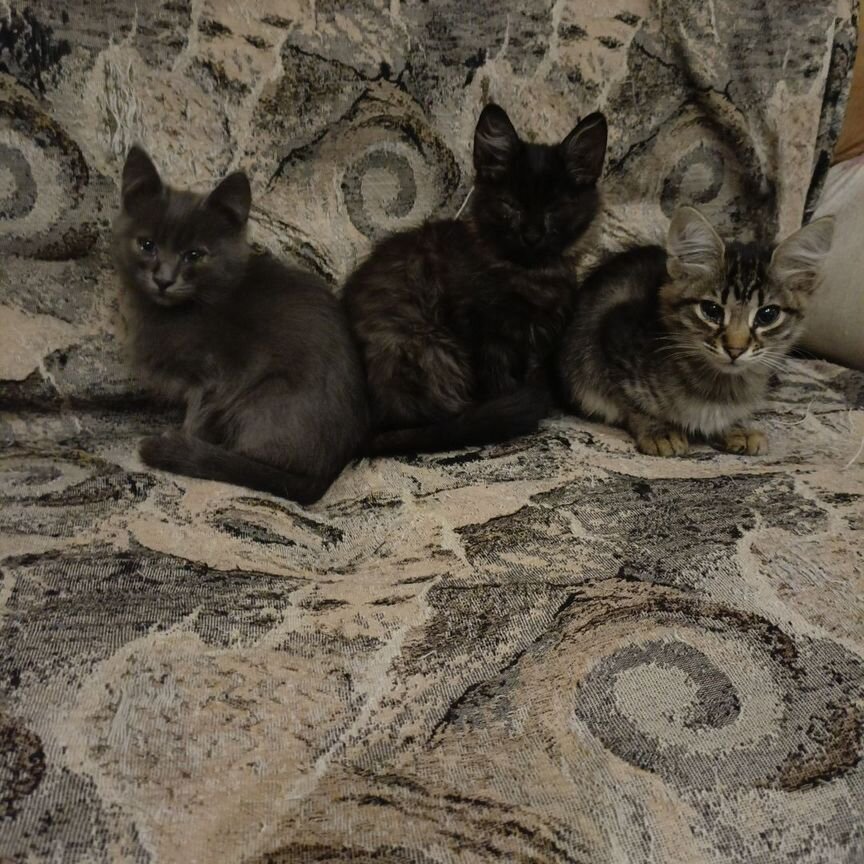 Котики бесплатно в добрые руки