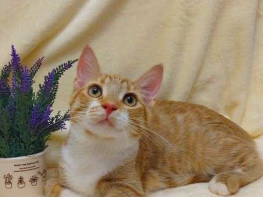 Прекрасный рыжик ищет маму