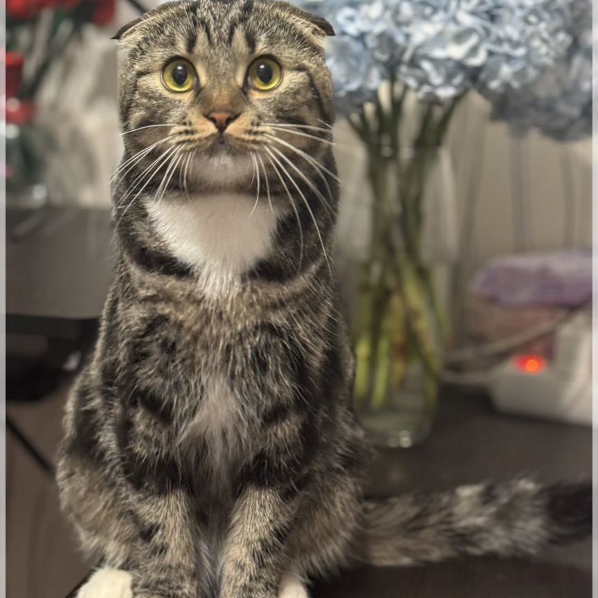 Шотландская вислоухая короткошёрстная, взрослая кошка