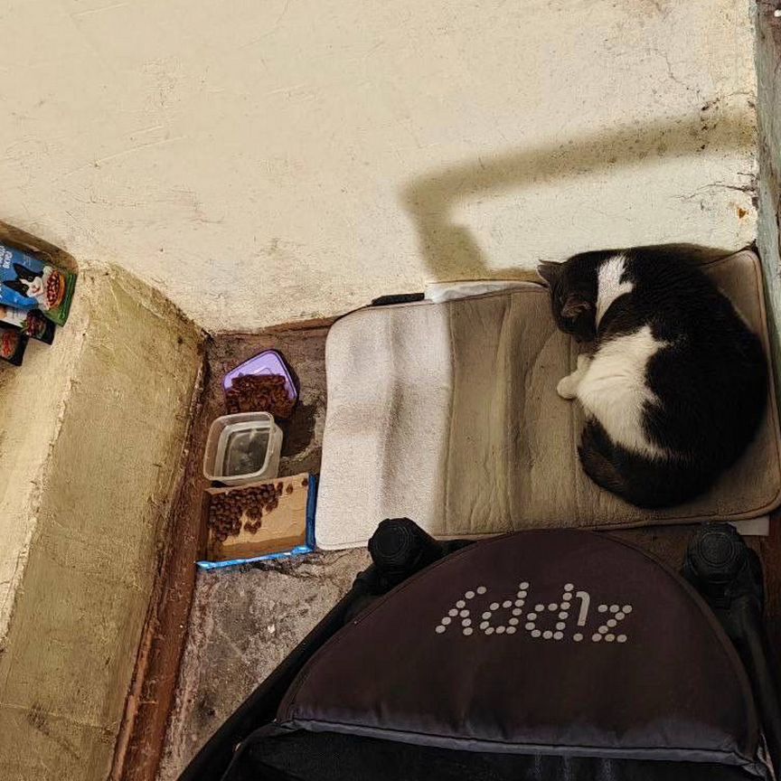 Взрослая, кошка в добрые руки