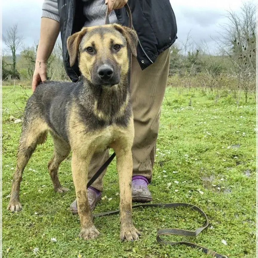 Взрослая собака в добрые руки