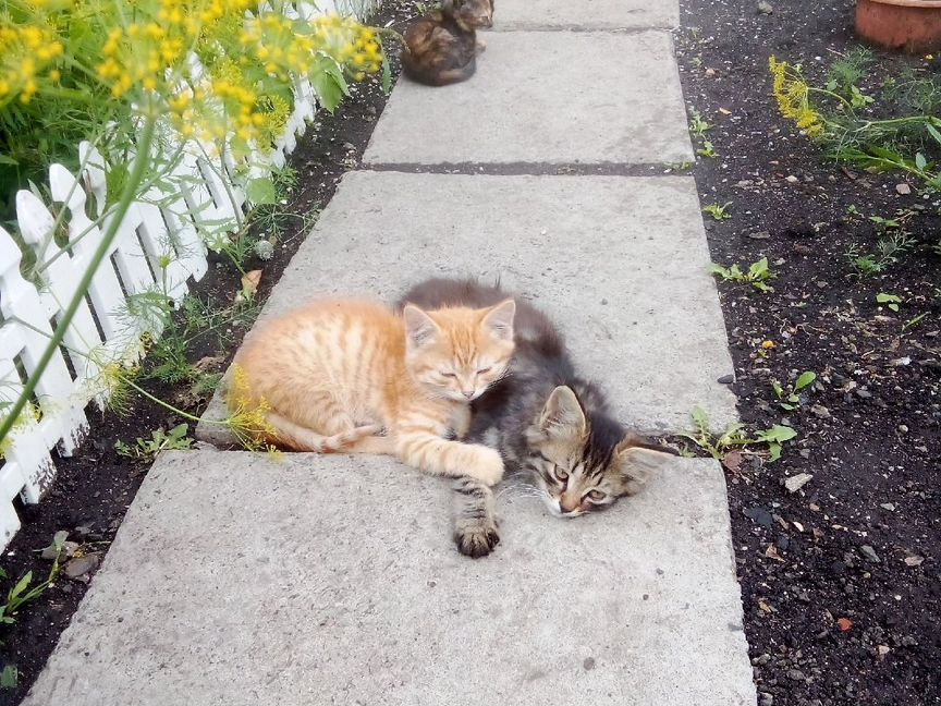 Котята 2 месяца