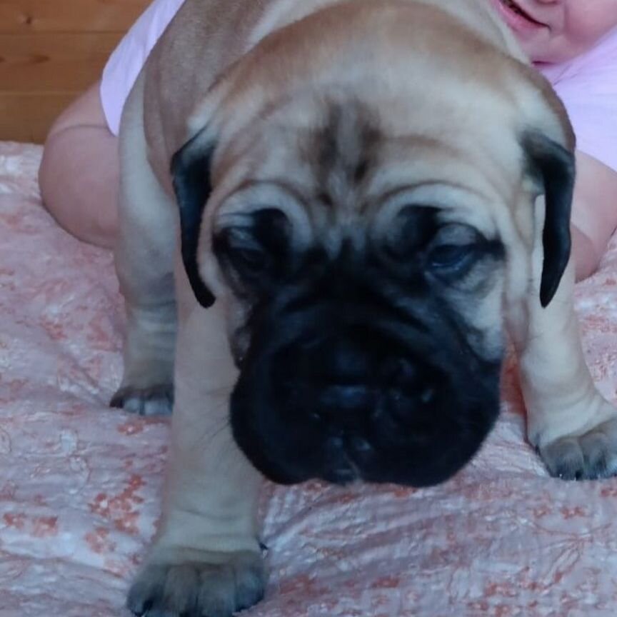 Щенки бульмастифа бульмасики