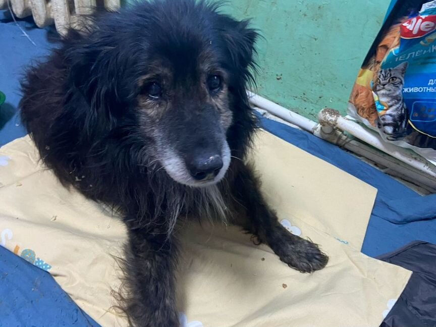 Малыш Тобик из приюта заболел