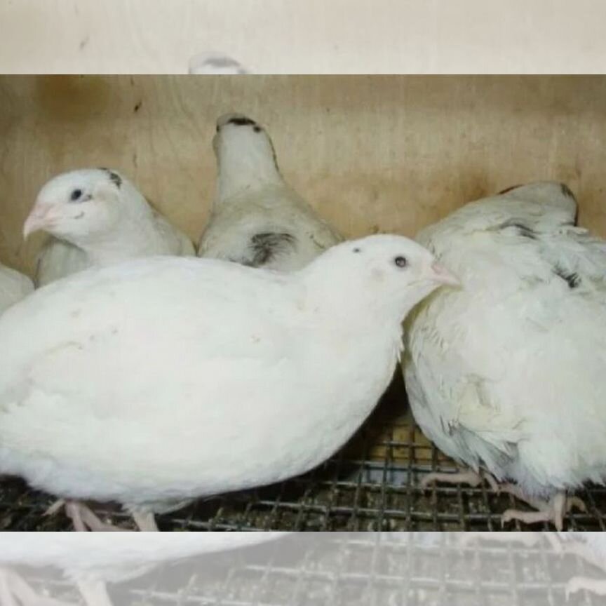 Перепела Техасский белый