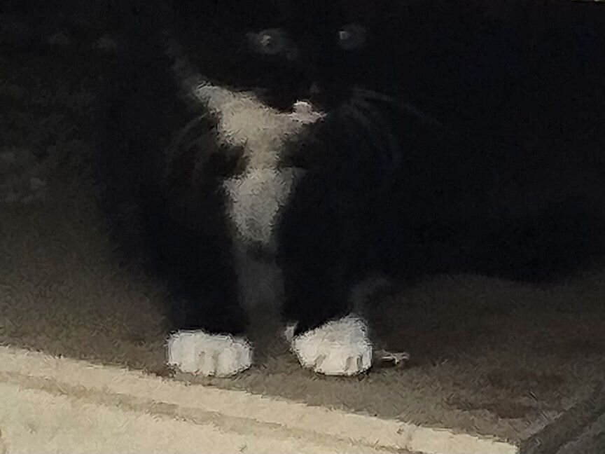 Котенок
