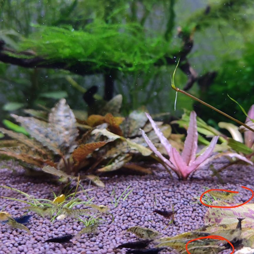 Аквариумные креветки