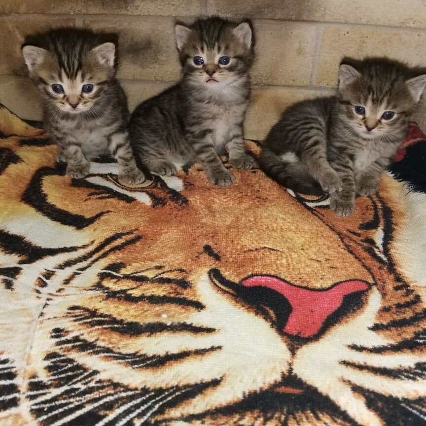 Британские котята