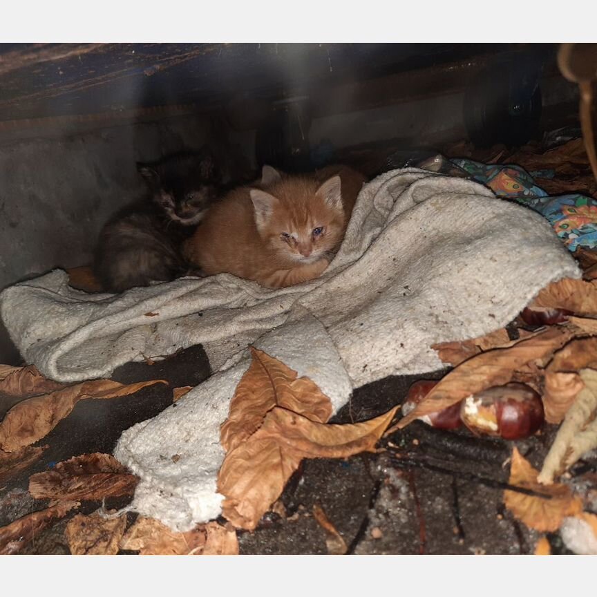 Котята замерзают на улице