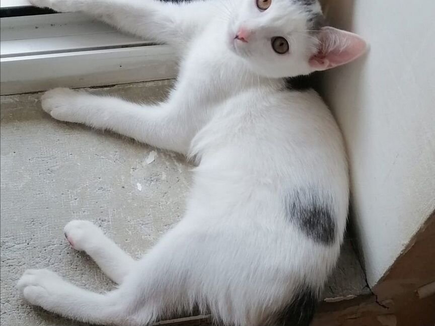 Котенок Яшка