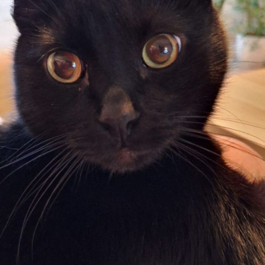 Отдам кота в добрые руки москва