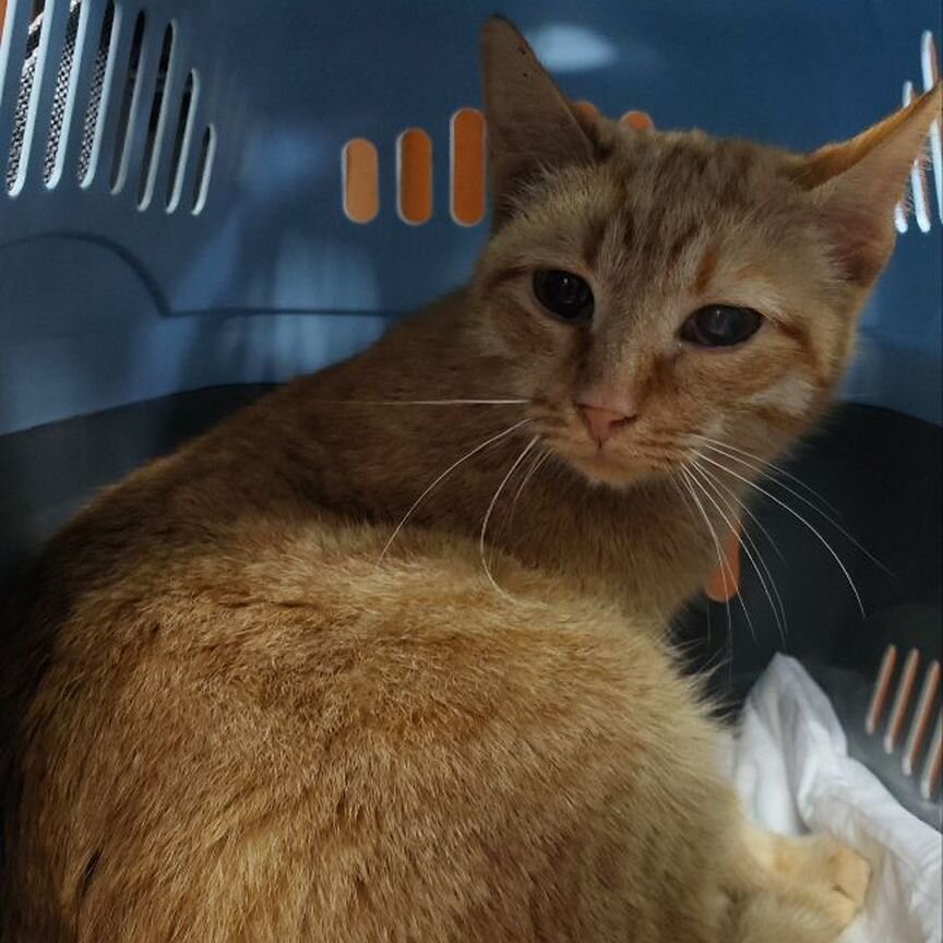 Кошка в добрые руки