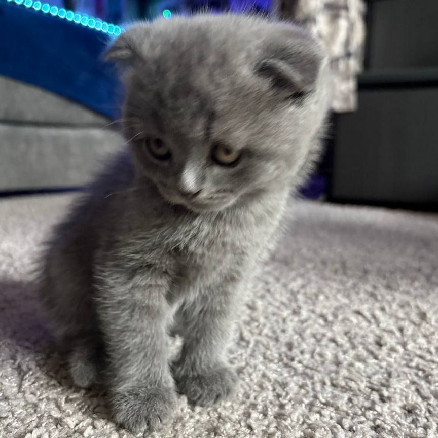 Британские котята