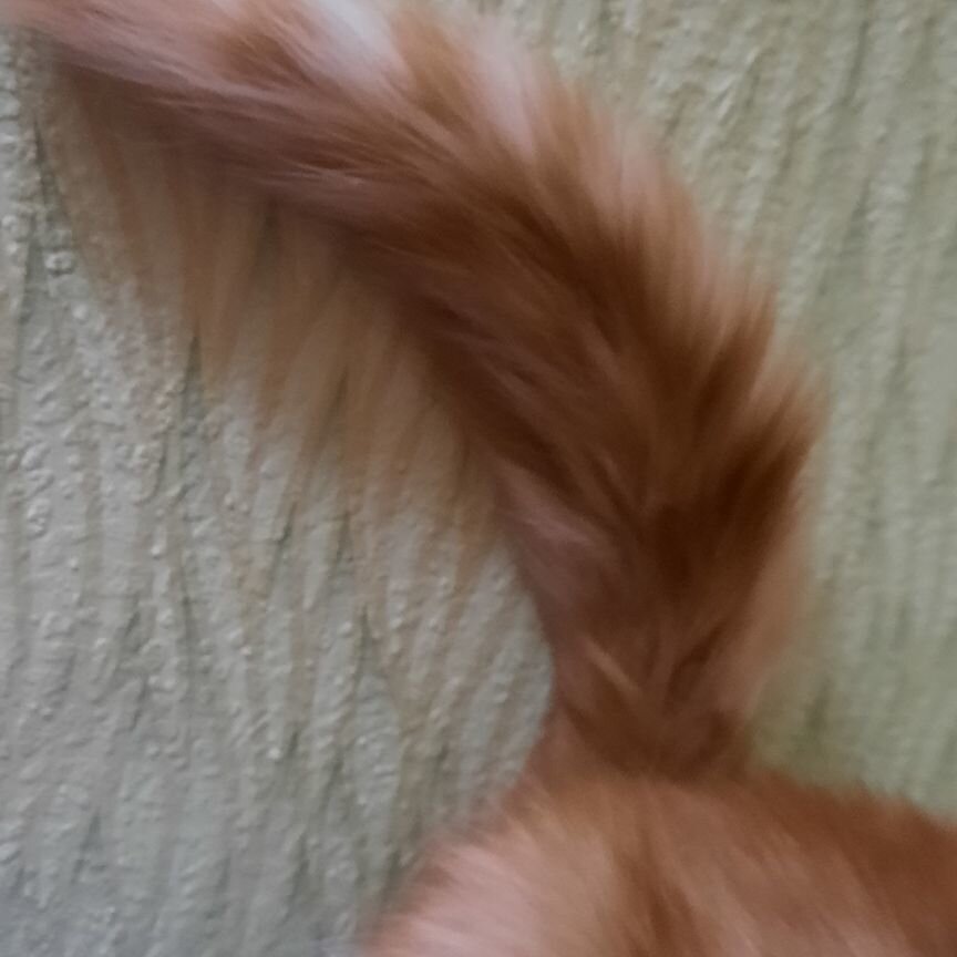 Котёнок ангорский
