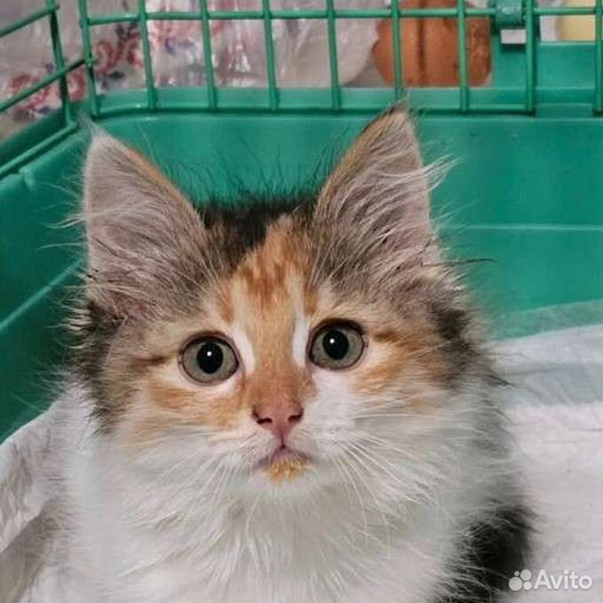 Маленькая бусинка ищет дом котёнок