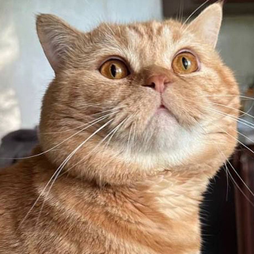 Шотландский прямоухий короткошёрстный кот, вязка