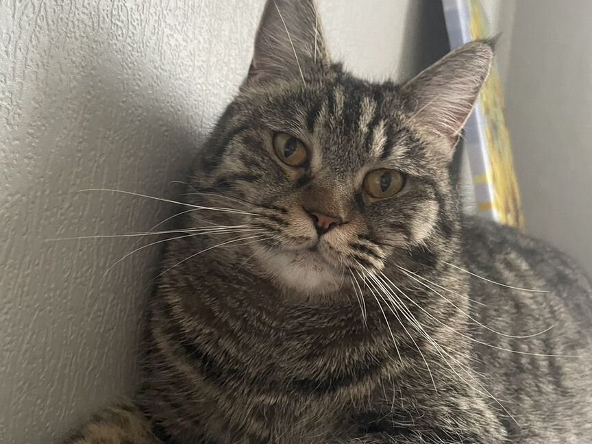 Кошка Нэнси