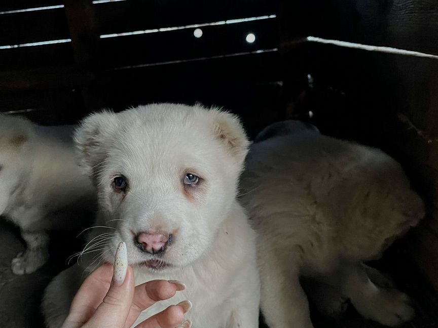 Щенки сао алабай