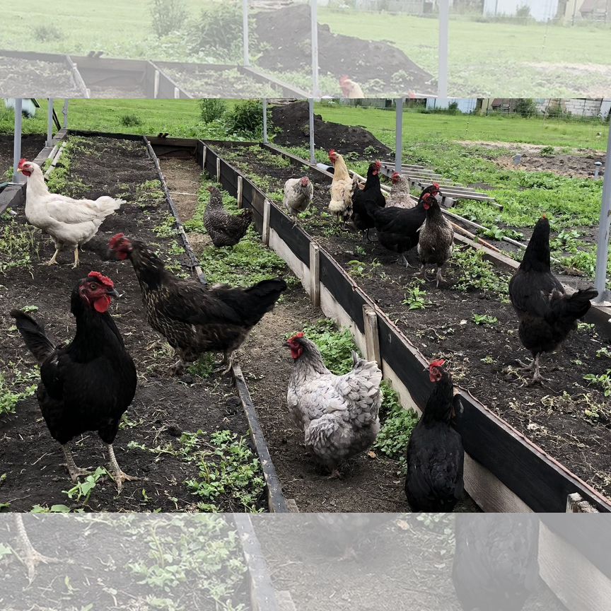 Куры несушки продам