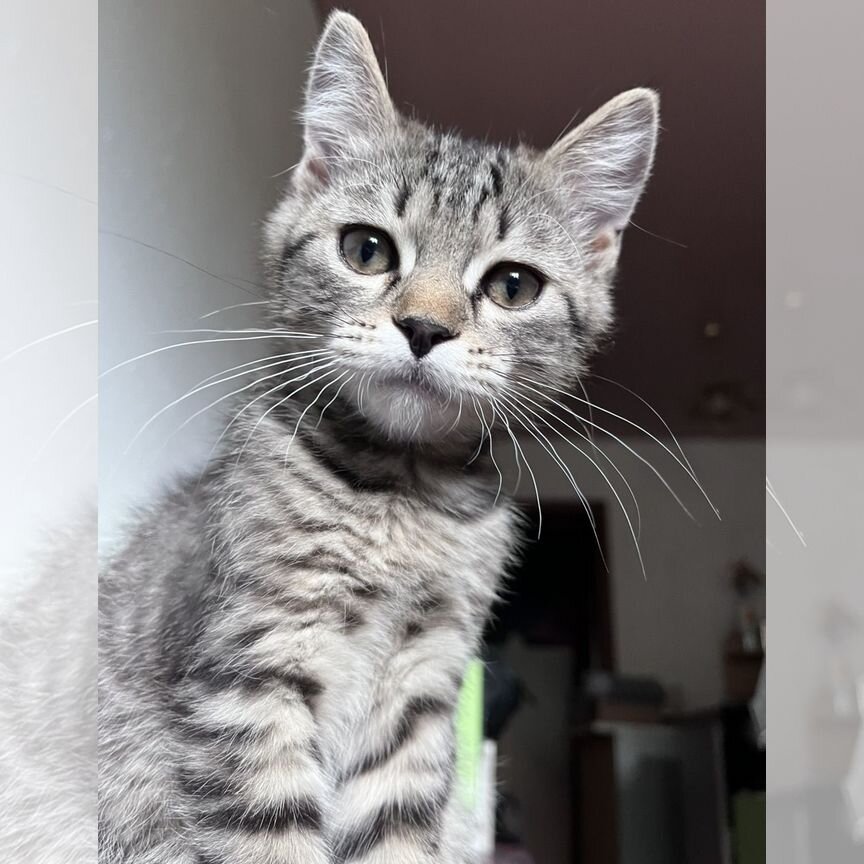 Взрослый кот в добрые руки