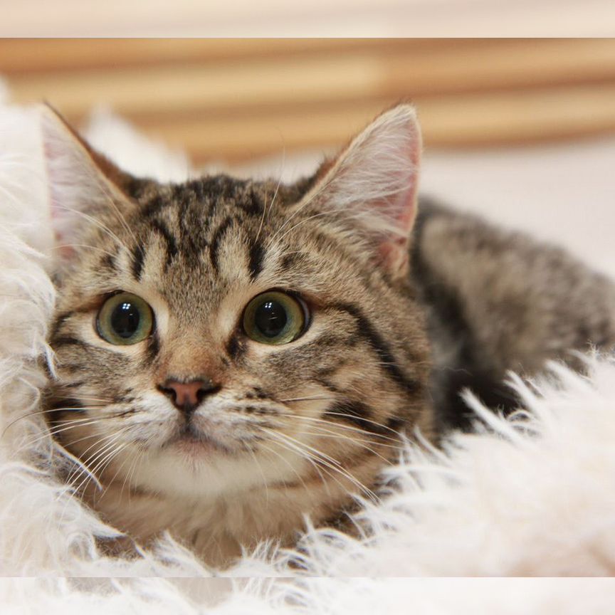 Котенок Гаечка