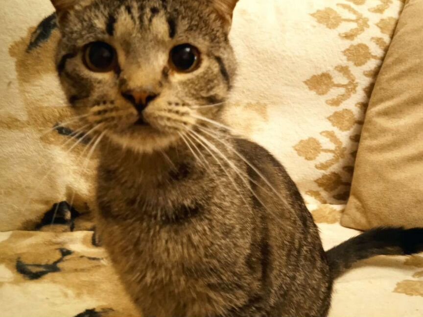 Сэм нуждается в хозяине