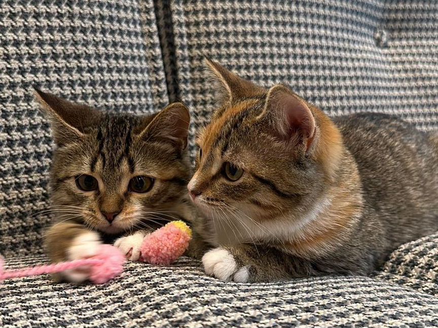 Котята в дар бесплатно