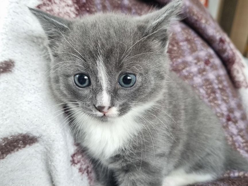 Котенок (мышелов)
