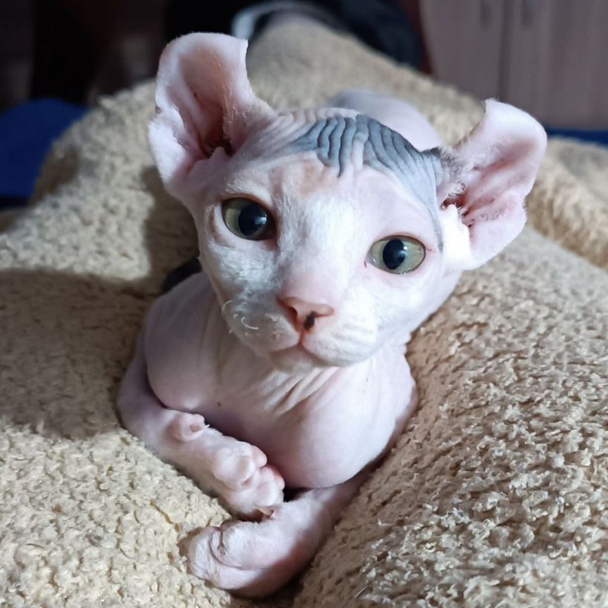 Канадский сфинкс котёнок