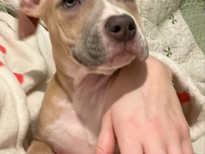 Стаффордширский терьер