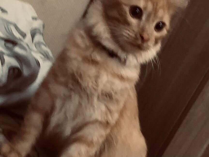 От дам кота