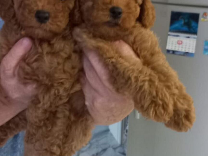 Той-пудель девочки с РКФ