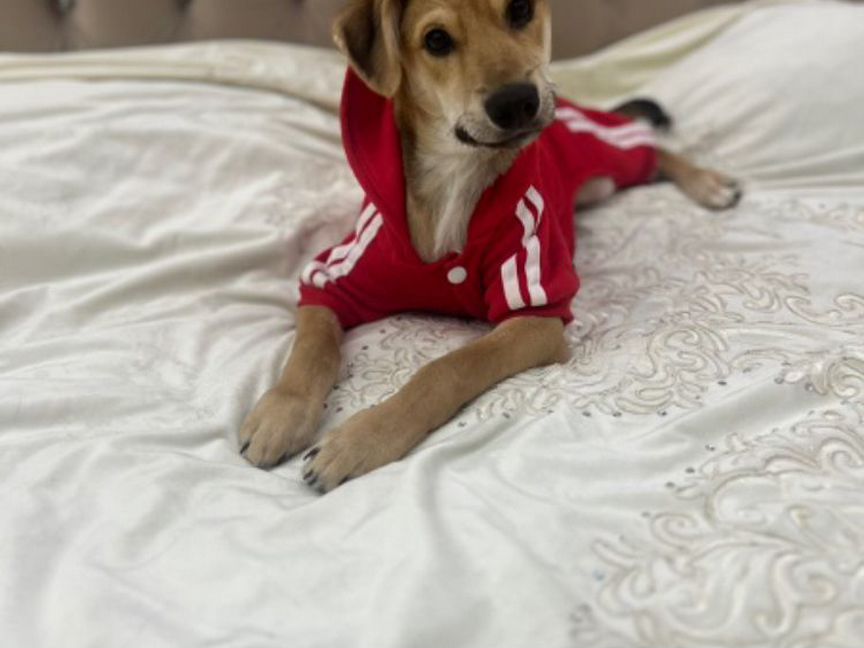 Ищет дом щенок не крупной Собаки Джек